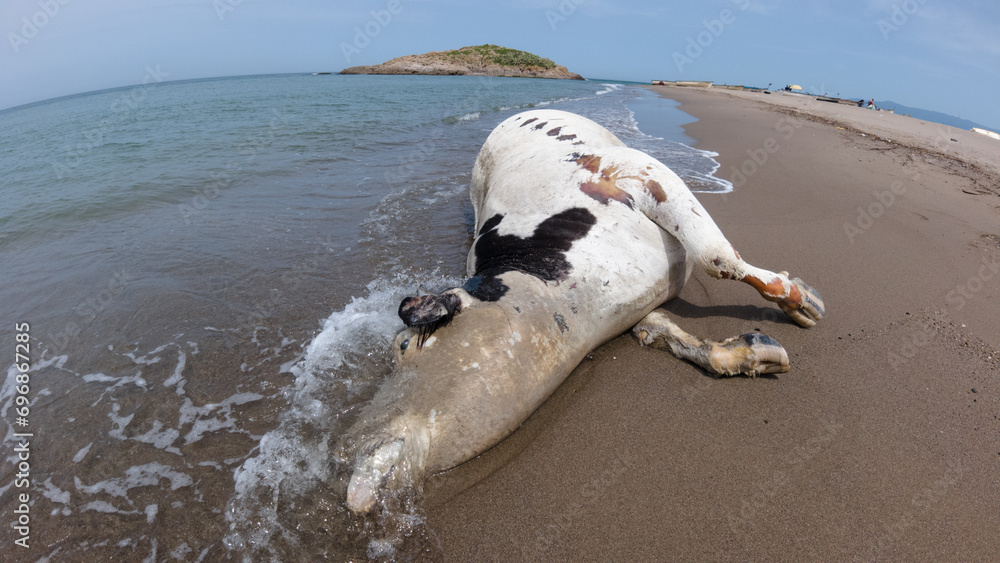 dead, cow, animal, dead animal, algeria, death, mammal, corpse ...
