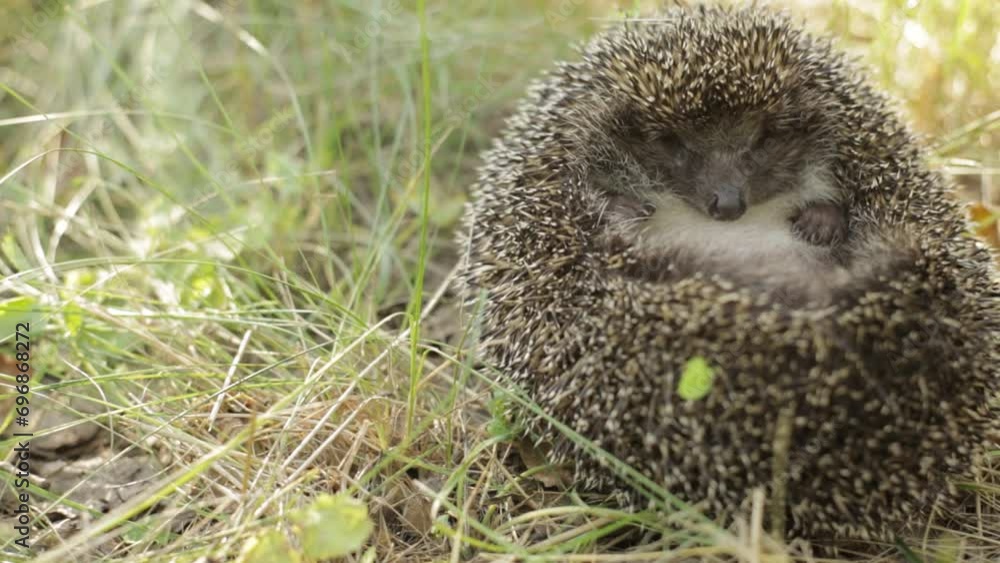 Cute small hedgehog (Scientific name: Erinaceus Europaeus) is sleeping ...