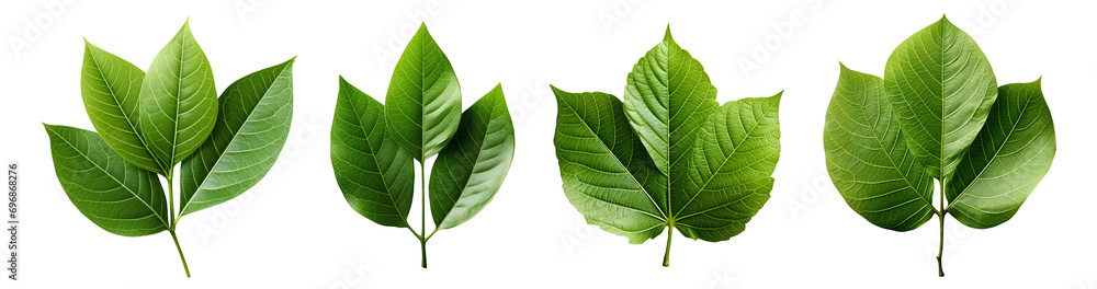 green leaf png. green leaves png. set of green leaves isolated. green ...