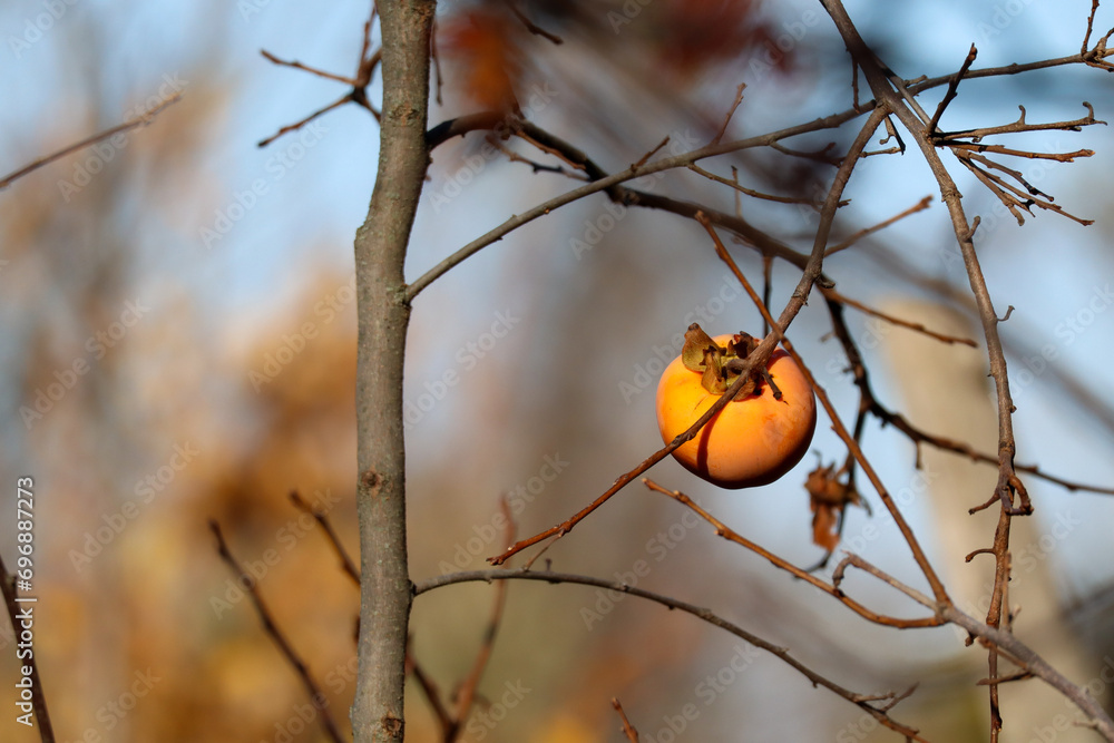 frutto di caco o kako su albero in inverno. Stock Photo | Adobe Stock