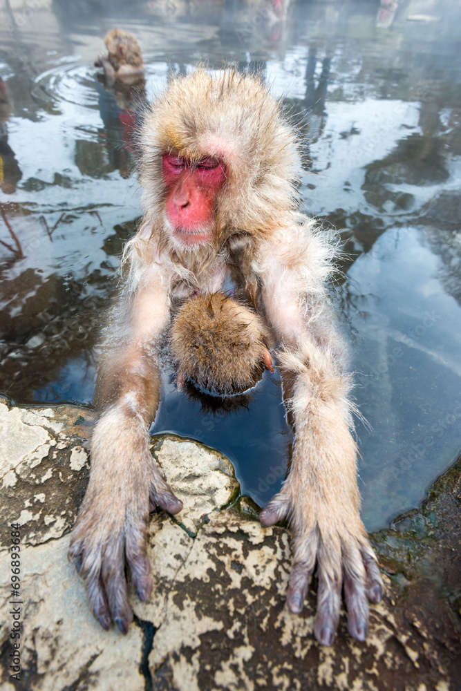 Poster Macaques bath in hot springs in Jigokudani Park, Nagano, Japan ...