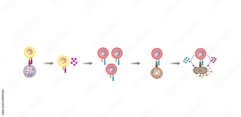 T-Cell activation diagram, helper T-cell and cytotoxic T-cell vector ...