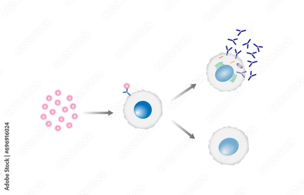 Activation B-cell leukocytes. B lymphocyte differentiation. Plasma cell ... Activation B-cell leukocytes. B lymphocyte differentiation. Plasma cell ...