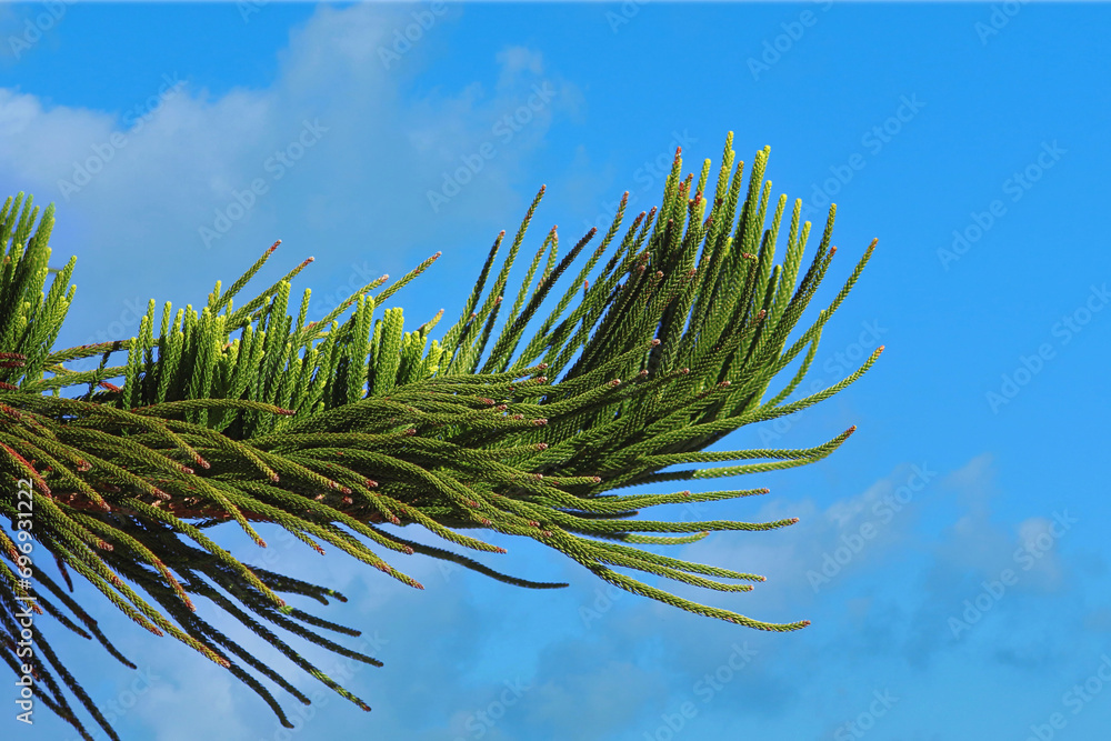 Spiky green branches of Araucaria araucana, monkey puzzle tree or ...
