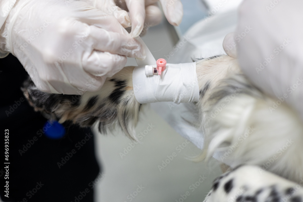 The veterinarian's hands fix the intravenous catheter on the pet's paw ...