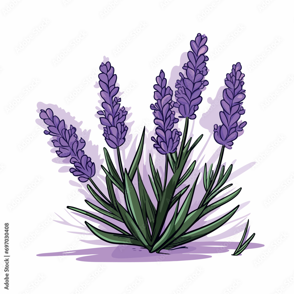 Lavender flat vector illustration. Lavender cartoon hand drawing ...