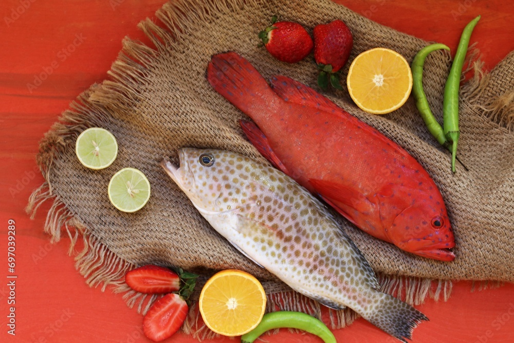 Areolate grouper,blue-spotted seabass, yellow-spotted grouper, marine ...
