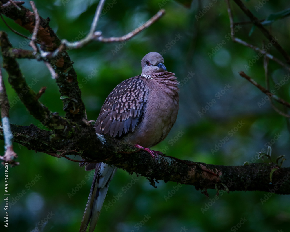 The spotted Dove (Spilopelia chinensis), known as Spotted Turtle Dove ...