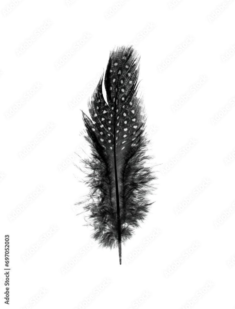 Big Black Dotted Feather on a White Background. Simple Vector ...