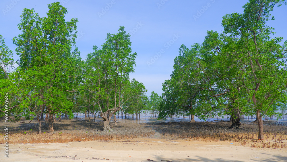 Natural View Of The Green Perepat (Sonneratia Alba) Forest, Living In ...