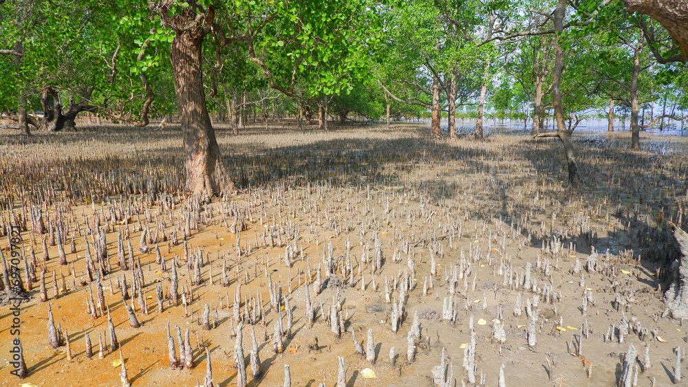 Perepat Plant (Sonneratia Alba) That Lives On Tropical Beaches, With ...