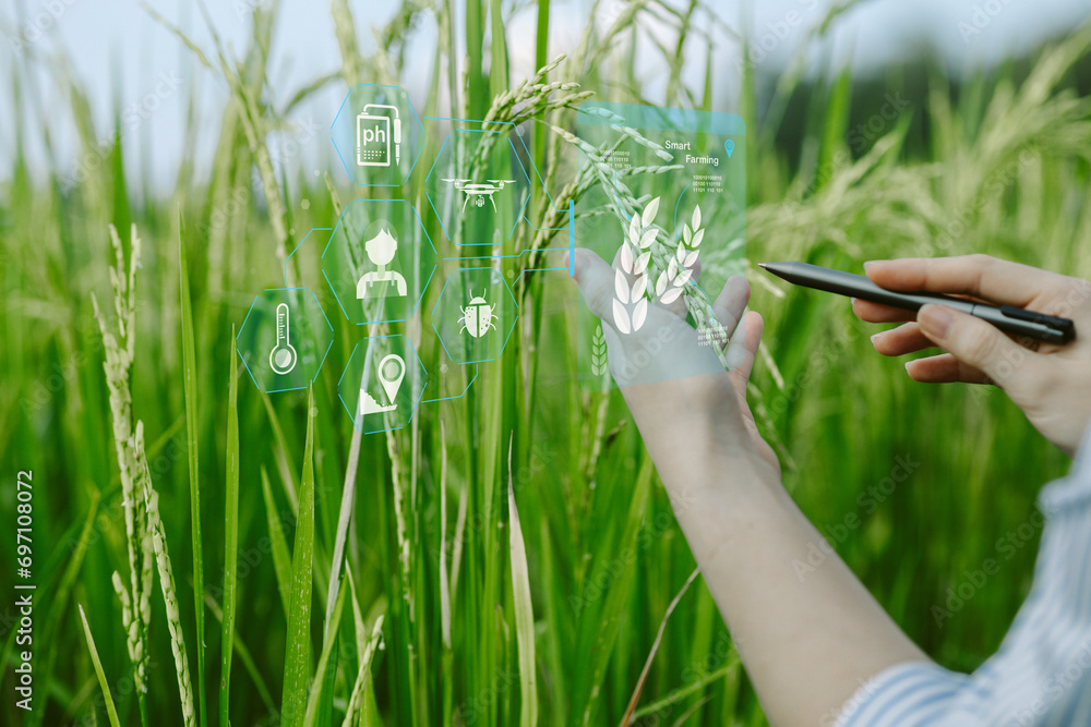 Rice research using new innovations, smart farm technology helps ...