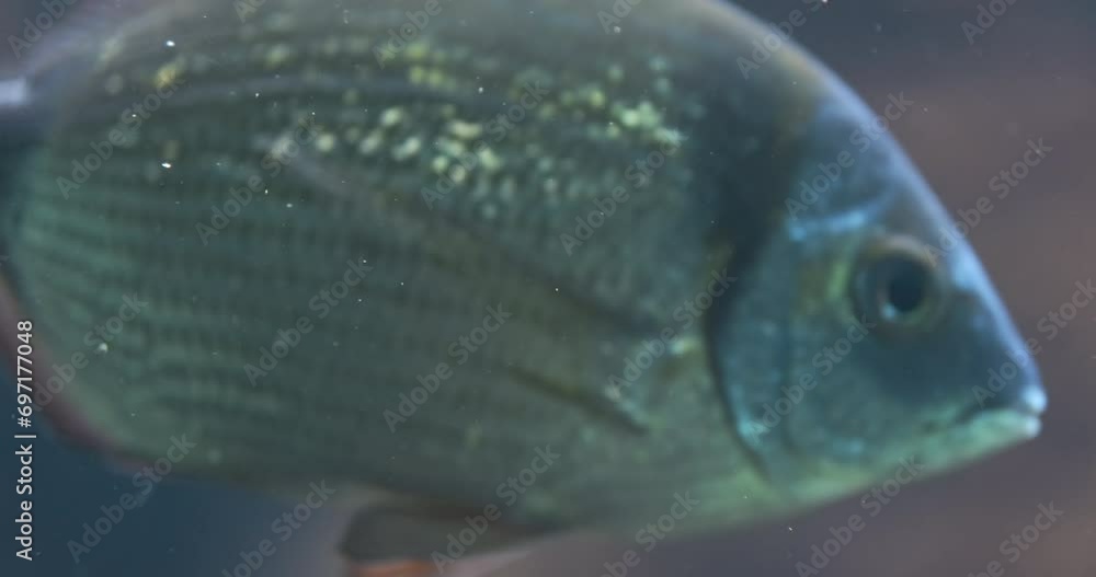 Close up, fish portrait look at camera on blurred aquarium background ...