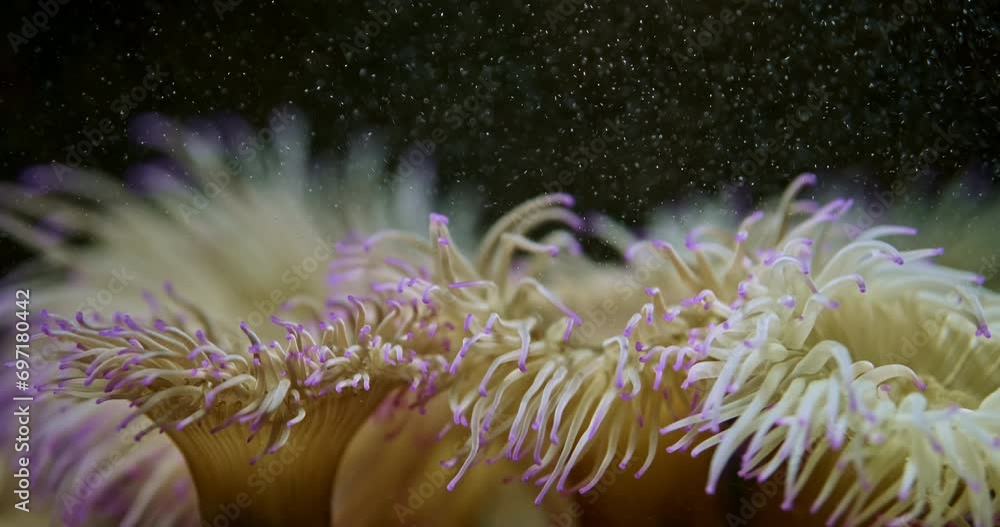 Close up, live sea anemones move in water bubbles. Beautiful wild ...