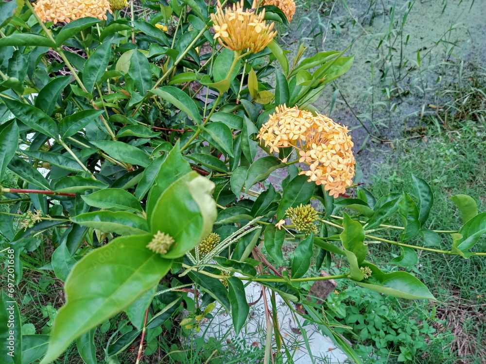 orange ixora flowers close up. other names are viruchi, kiskaara ...
