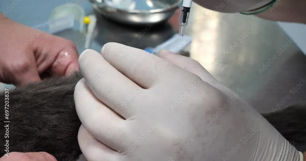 A veterinarian administers spinal anesthesia to a cat. The veterinarian ...