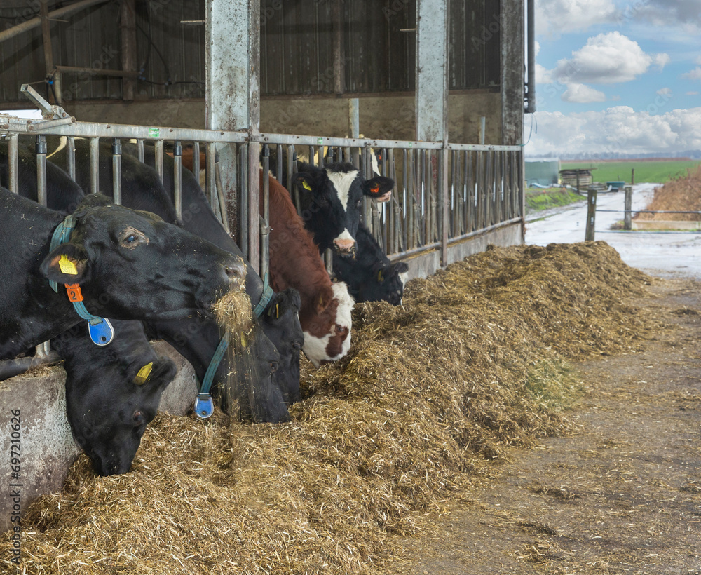 Cows in stable eating roughage at feeding gate on a dairy farm. Netherlands. Modern Dutch ...