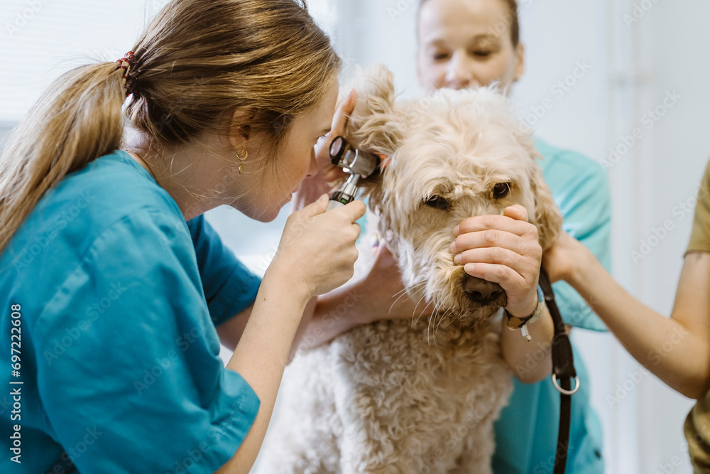 Female vet checking ear of labradoddle during routine checkup in ...