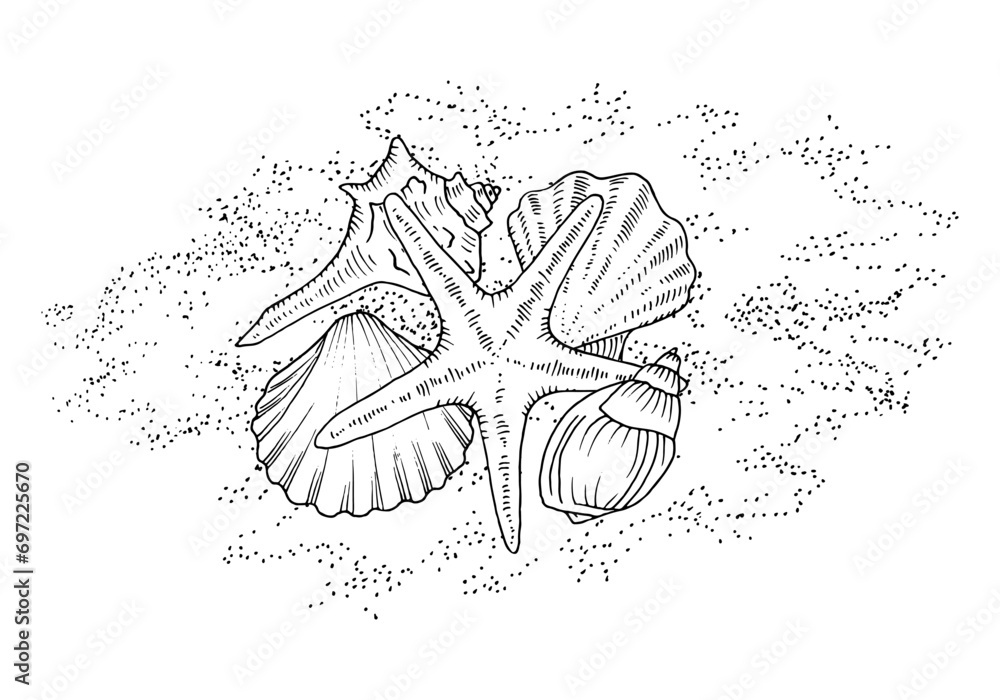 Shells on the sand. Vector outline illustration of Sea bottom. Hand ...