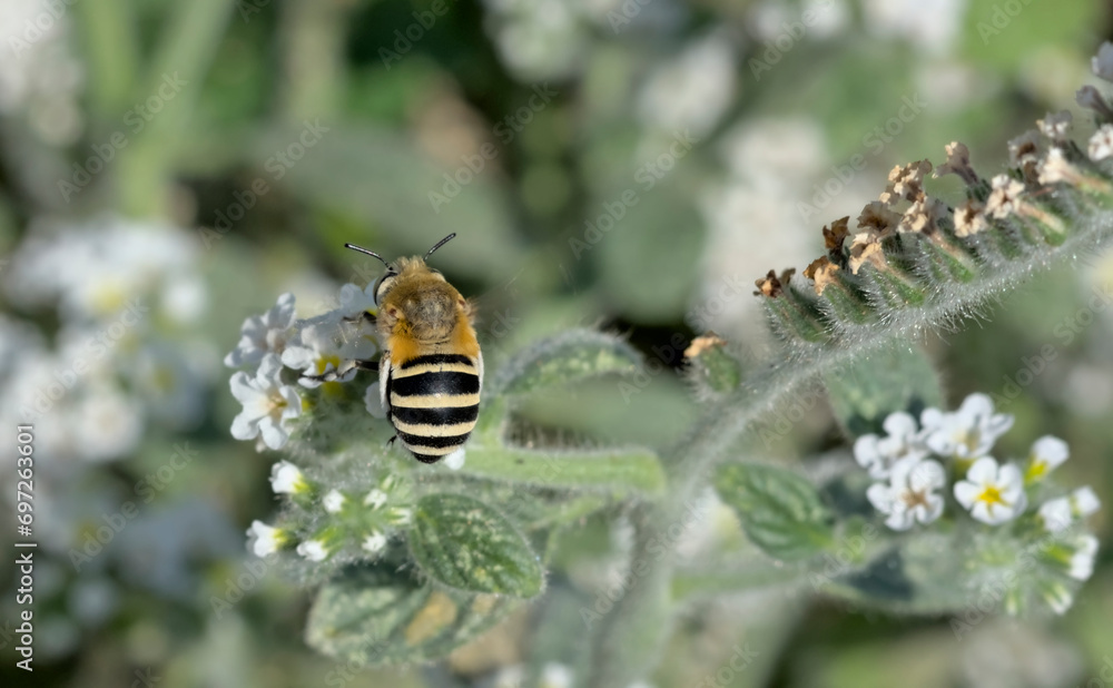 Amegilla quadrifasciata, the white-banded digger bee, is a species of ...