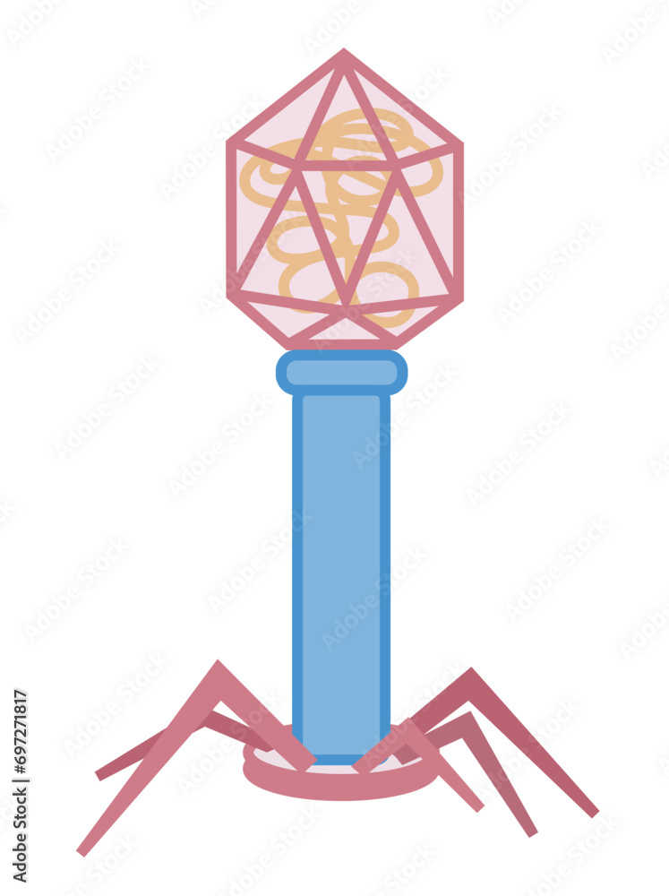 The structure of a typical myovirus bacteriophage diagram. Stock Vector ...