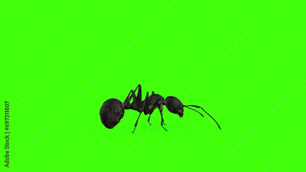 3D black Ant Insect running Walk cycle Side view Green Screen loop ...