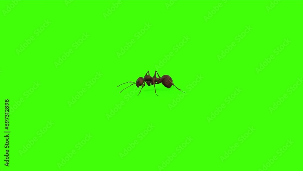 Ant Insect Walk cycle view Green Screen 3D Rendering Animation, little ...