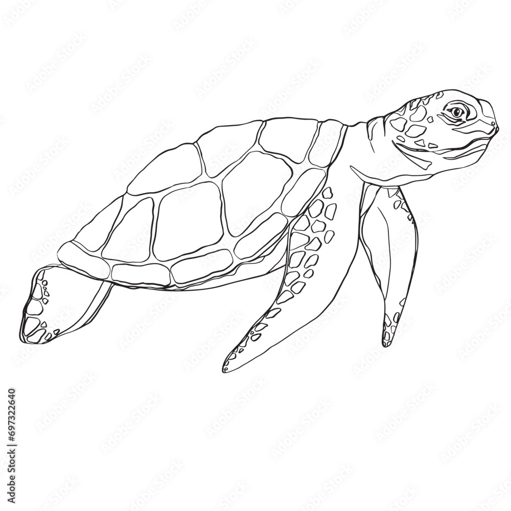 Hand drawn doodle turtle. Vector illustration turtle design on white ...