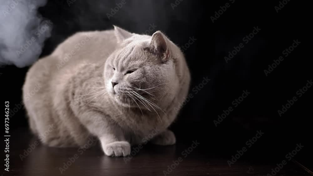 Close up, Large Gray Fluffy Cat Sits on Surface of a Table in a Smoky ...