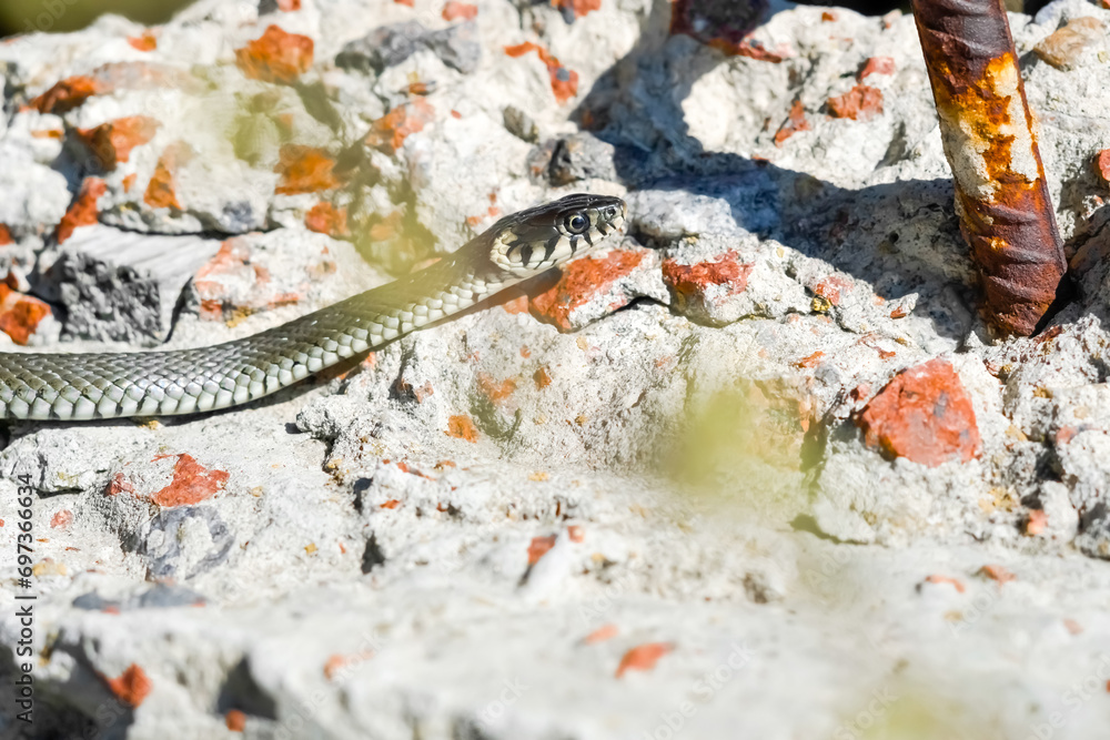 Not a poisonous snake. A snake basks in the spring sun in a city ...