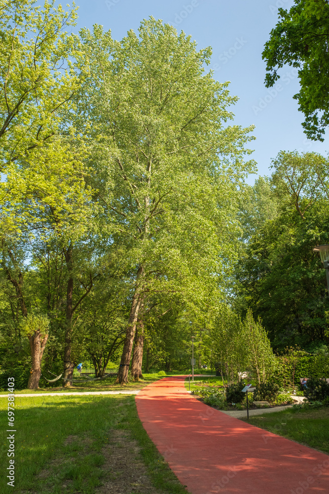 Populus x canadensis Robusta Holzpappel Stock Photo | Adobe Stock