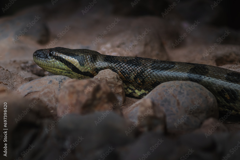 Green Anaconda (Eunectes Murinus) - Boa Snake Stock Photo | Adobe Stock