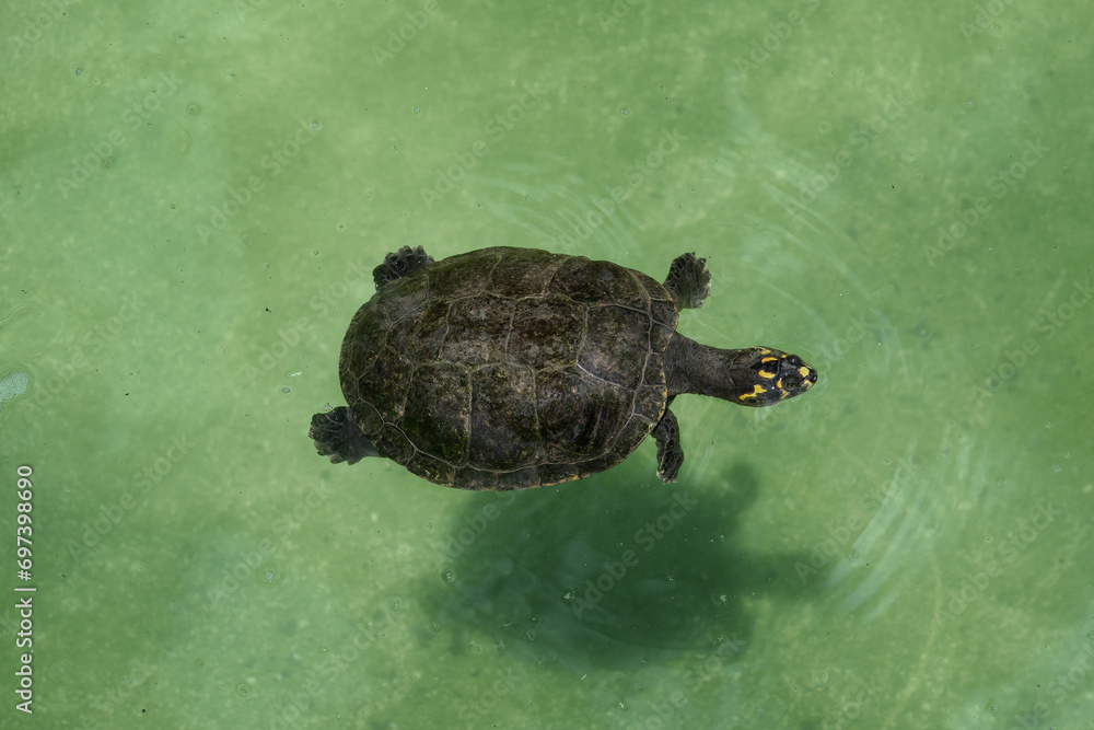 Yellow-spotted River Turtle (Podocnemis unifilis) on water Stock Photo ...