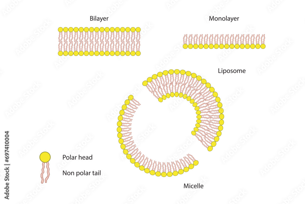 Diagram showing phospholipid structures - Liposome, micelle, monolayer and bilayer - non polar ...