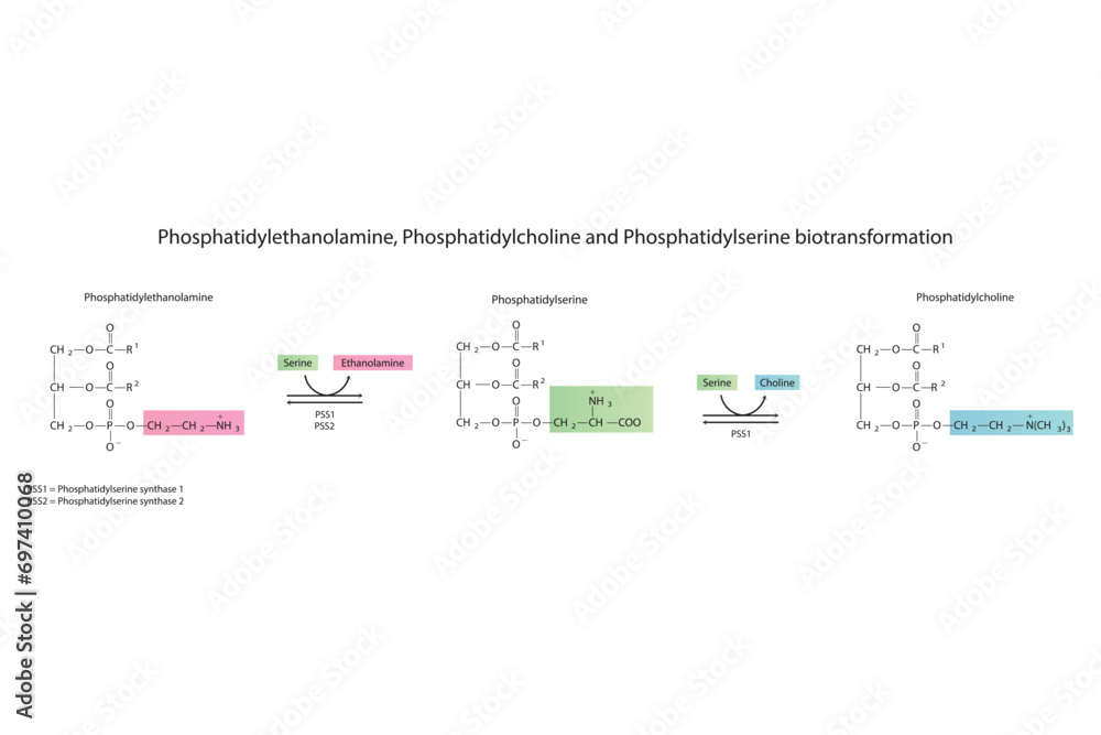 Schematic molecular diagram of Phosphatidylethanolamine ...