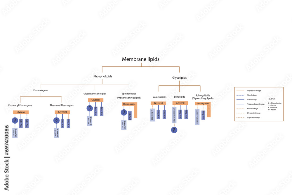 Diagram showing classification of lipids - storage lipids, membrane ...