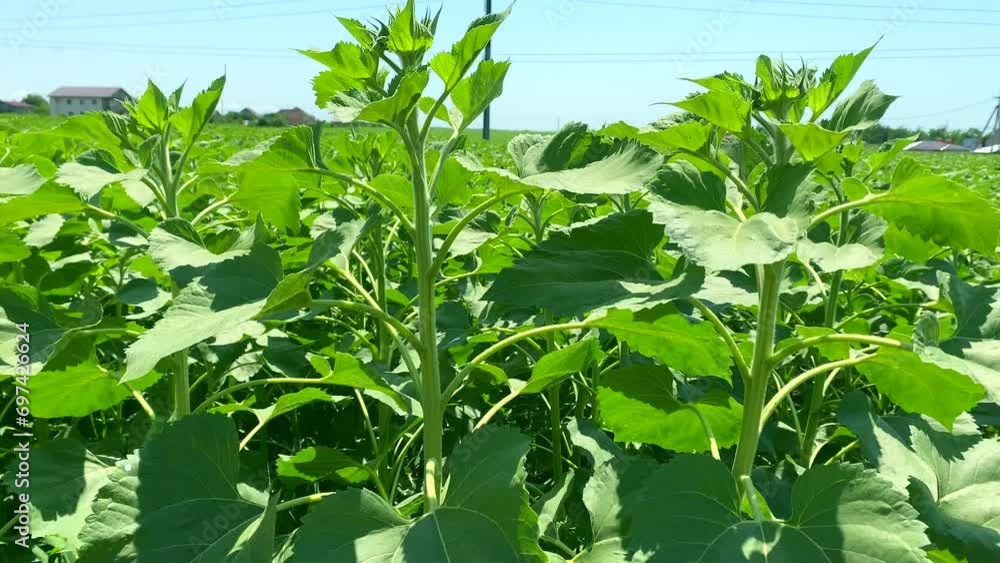 Leaves of young sunflower plants move in wind. Slow motion video: wind ...