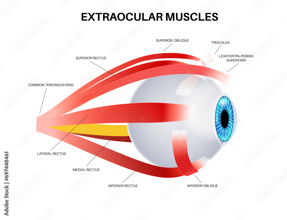 Extraocular muscles anatomy Stock Vector | Adobe Stock