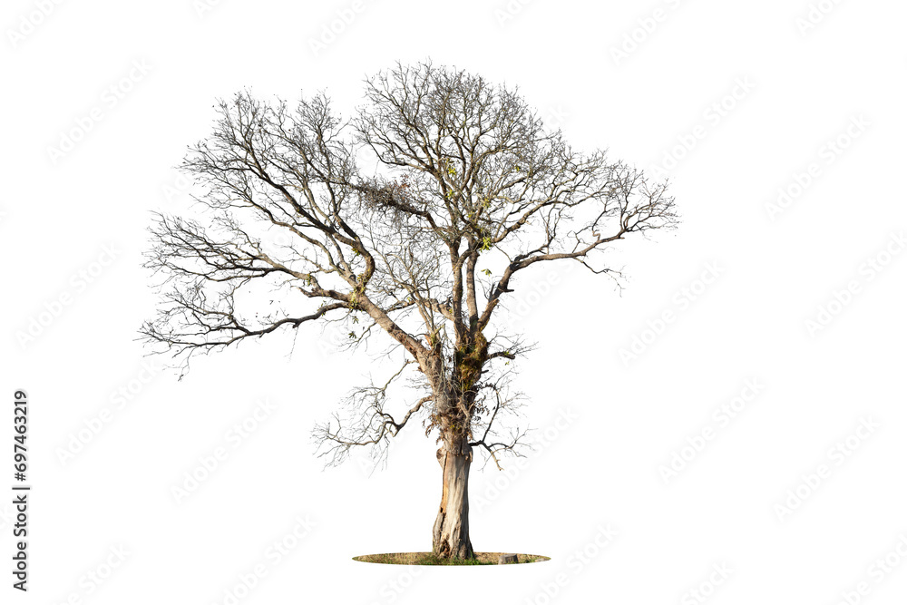 Dry branch of big dead tree with cracked dark bark stem. Beautiful old ...