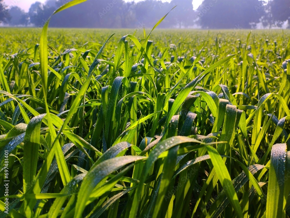 small wheat plants, wheat field, dew on leaves, green field wallpaper ...