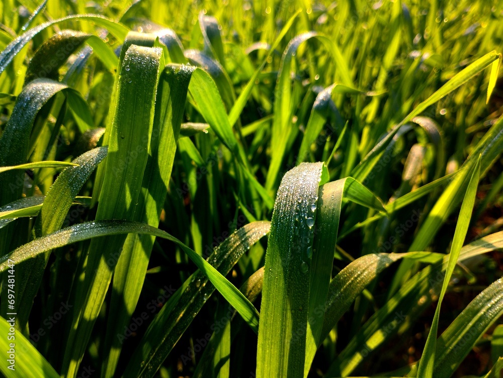 small wheat plants, wheat field, dew on leaves, green field wallpaper ...