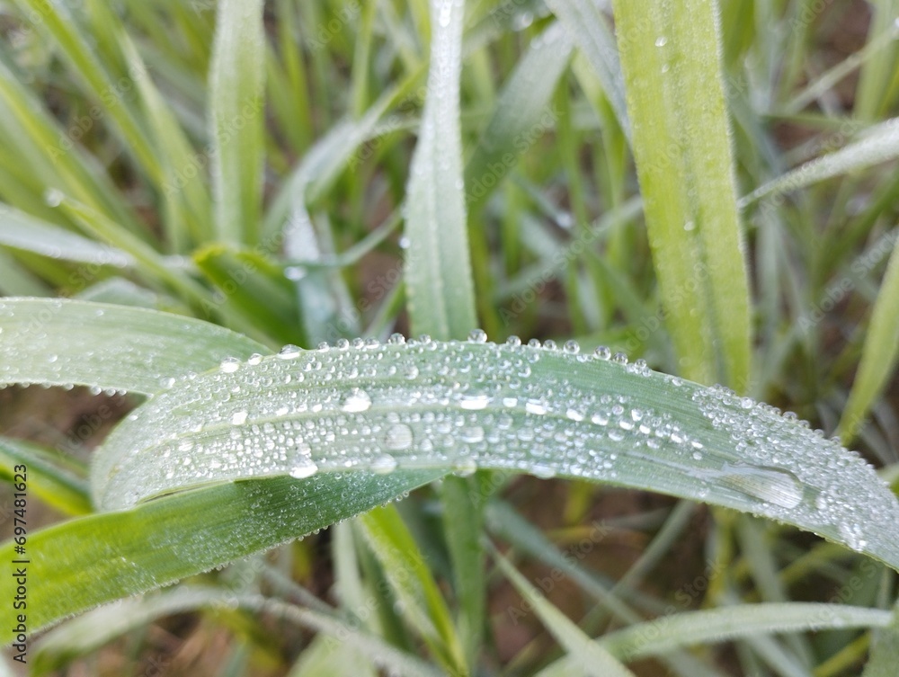 small wheat plants, wheat field, dew on leaves, green field wallpaper ...