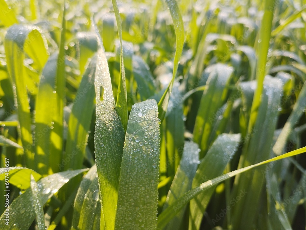 small wheat plants, wheat field, dew on leaves, green field wallpaper ...