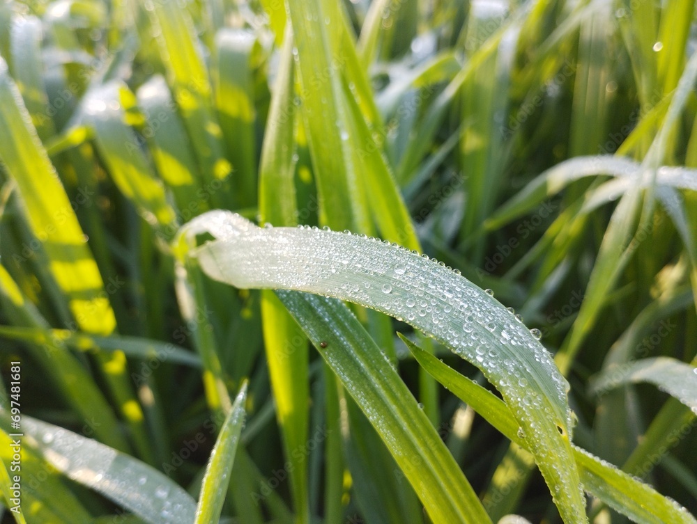 small wheat plants, wheat field, dew on leaves, green field wallpaper ...