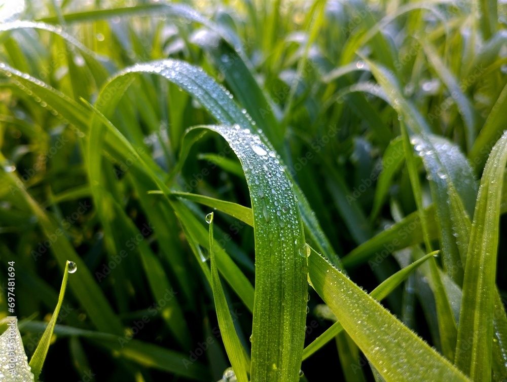small wheat plants, wheat field, dew on leaves, green field wallpaper ...