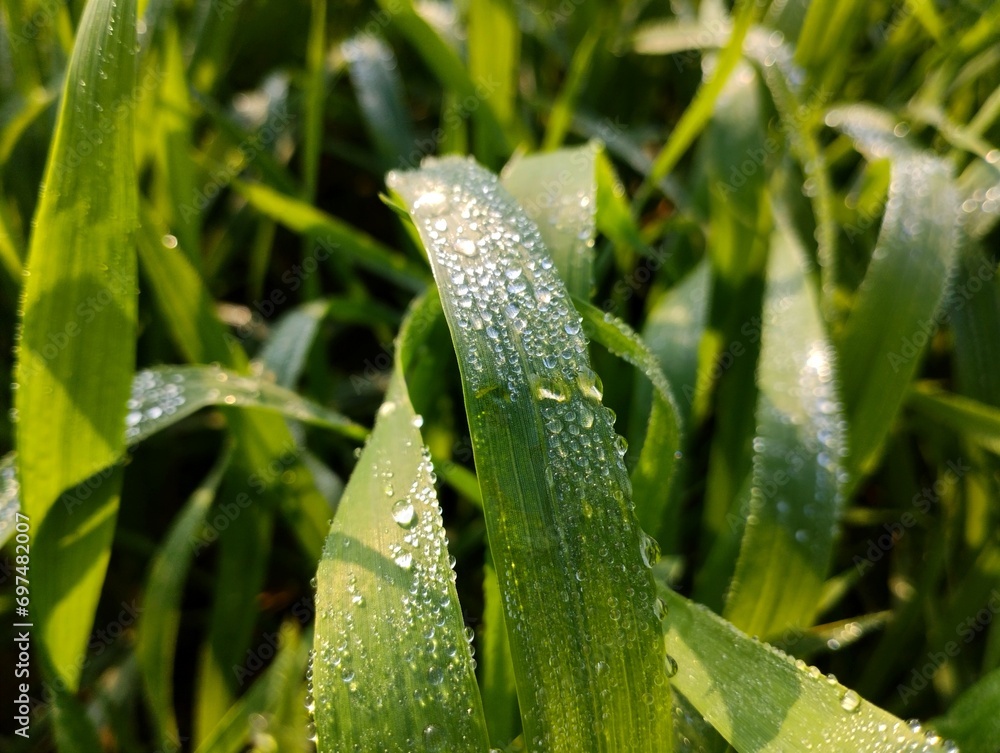 dew on grass, small wheat plants, wheat field, dew on leaves, green ...