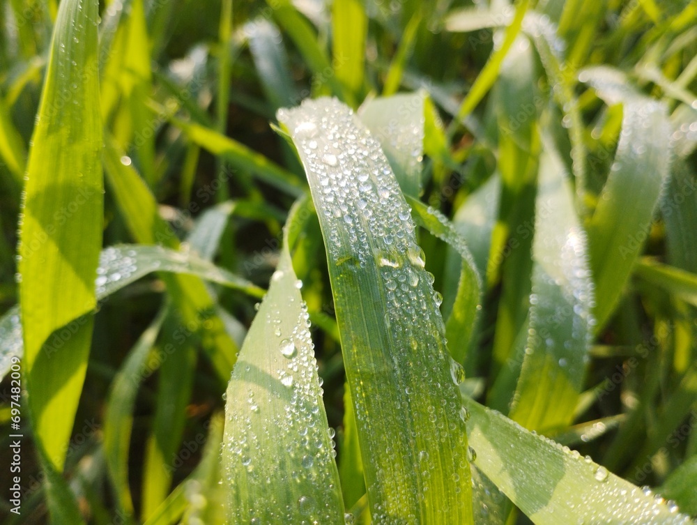 dew on grass, small wheat plants, wheat field, dew on leaves, green ...
