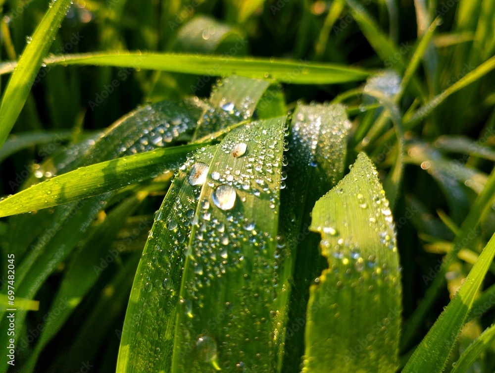 grass with dew, small wheat plants, wheat field, dew on leaves, green ...