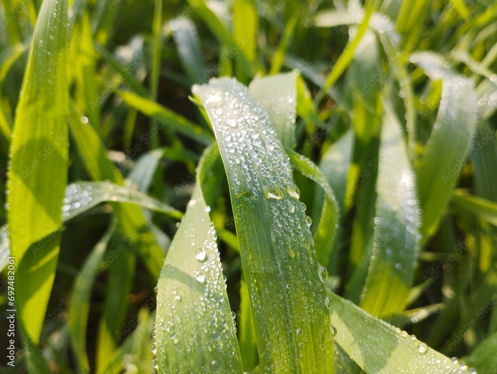 small wheat plants, wheat field, dew on leaves, green field wallpaper ...