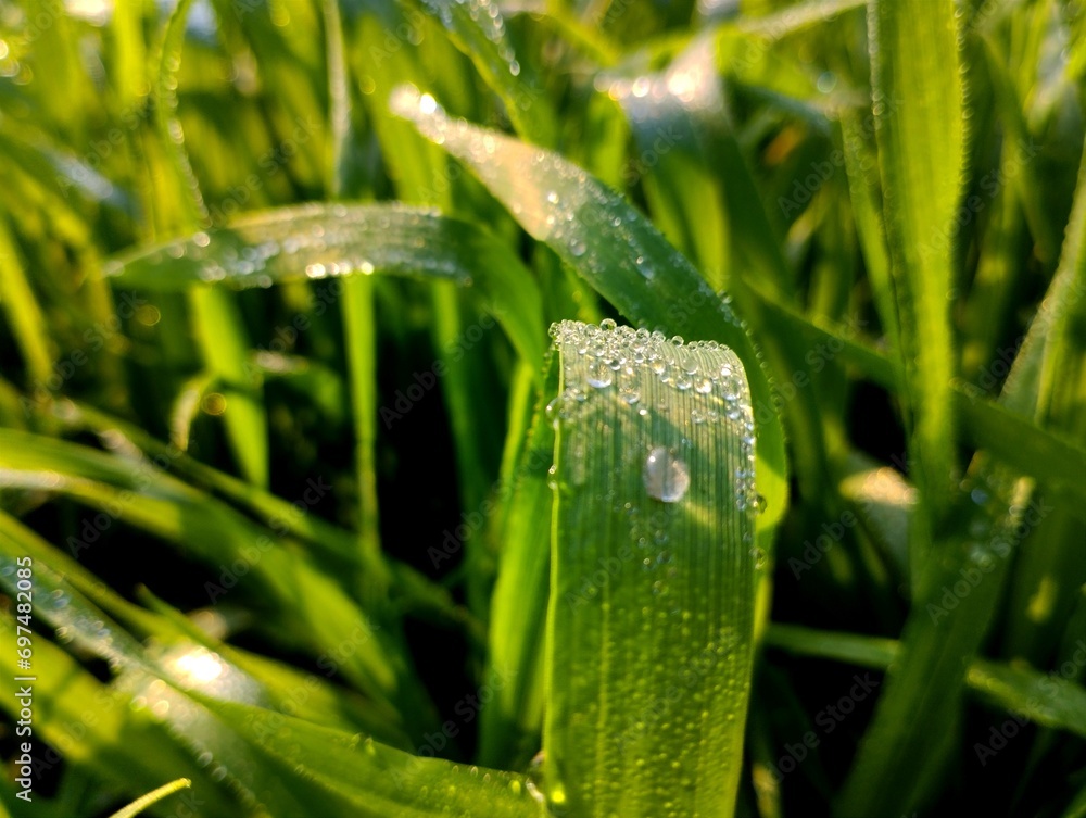 small wheat plants, wheat field, dew on leaves, green field wallpaper ...